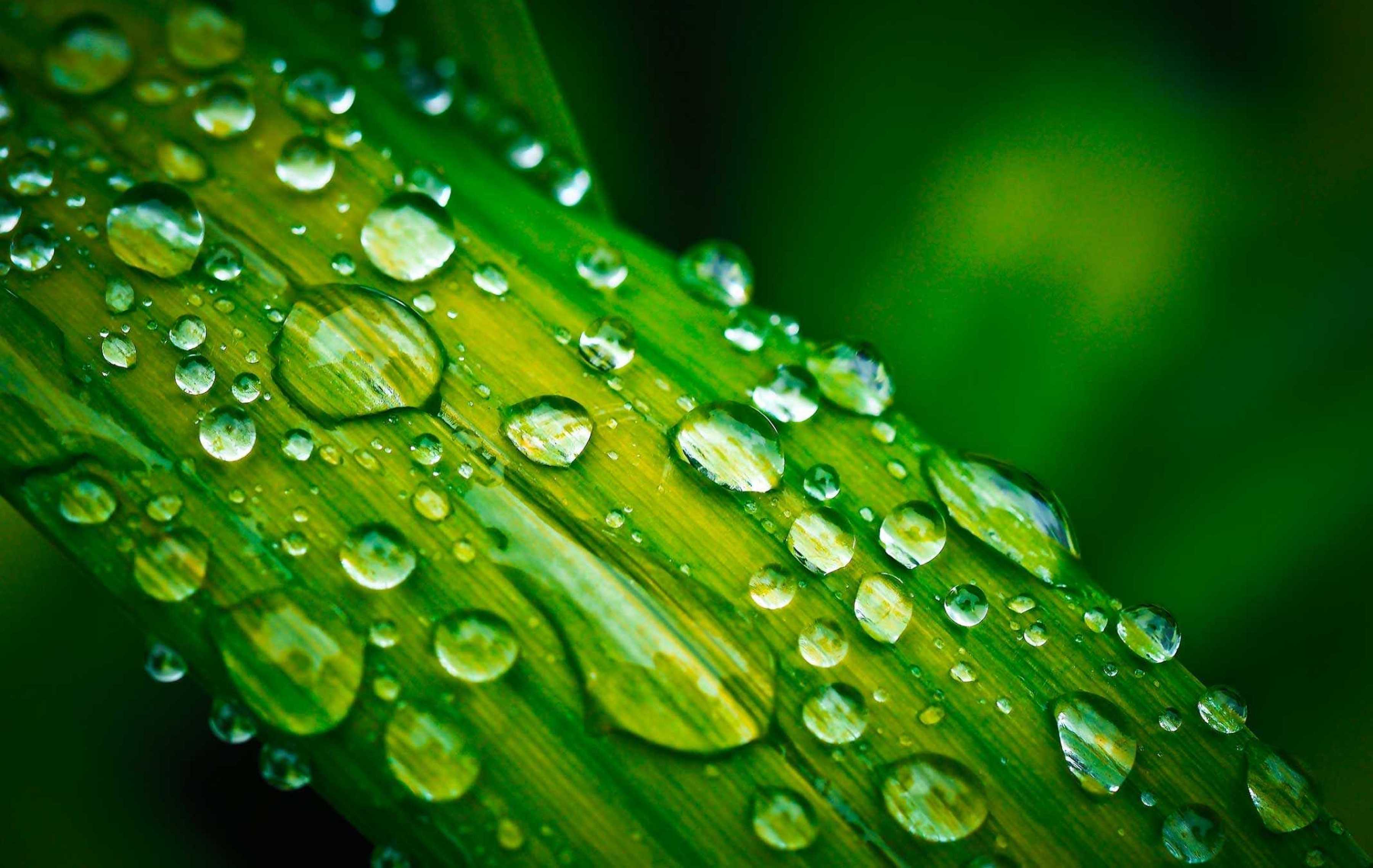 Introducing the new Green Leaf Program | Kodak
