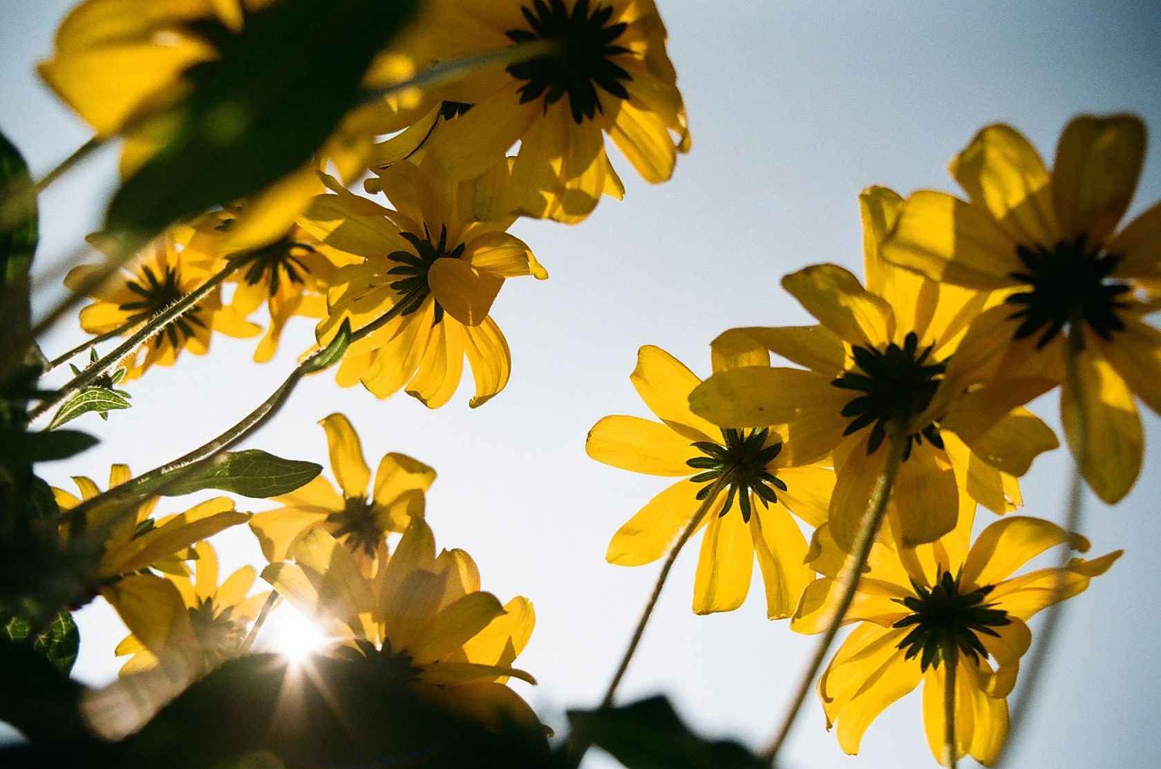 KODACOLOR 100 Film | Kodak